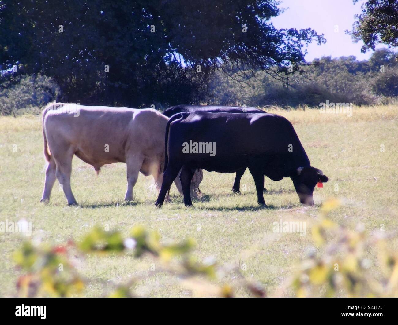 Cow and bull together hi-res stock photography and images - Alamy