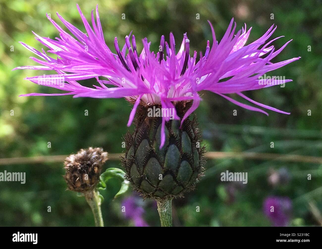 Green and purple thistle hi-res stock photography and images - Alamy