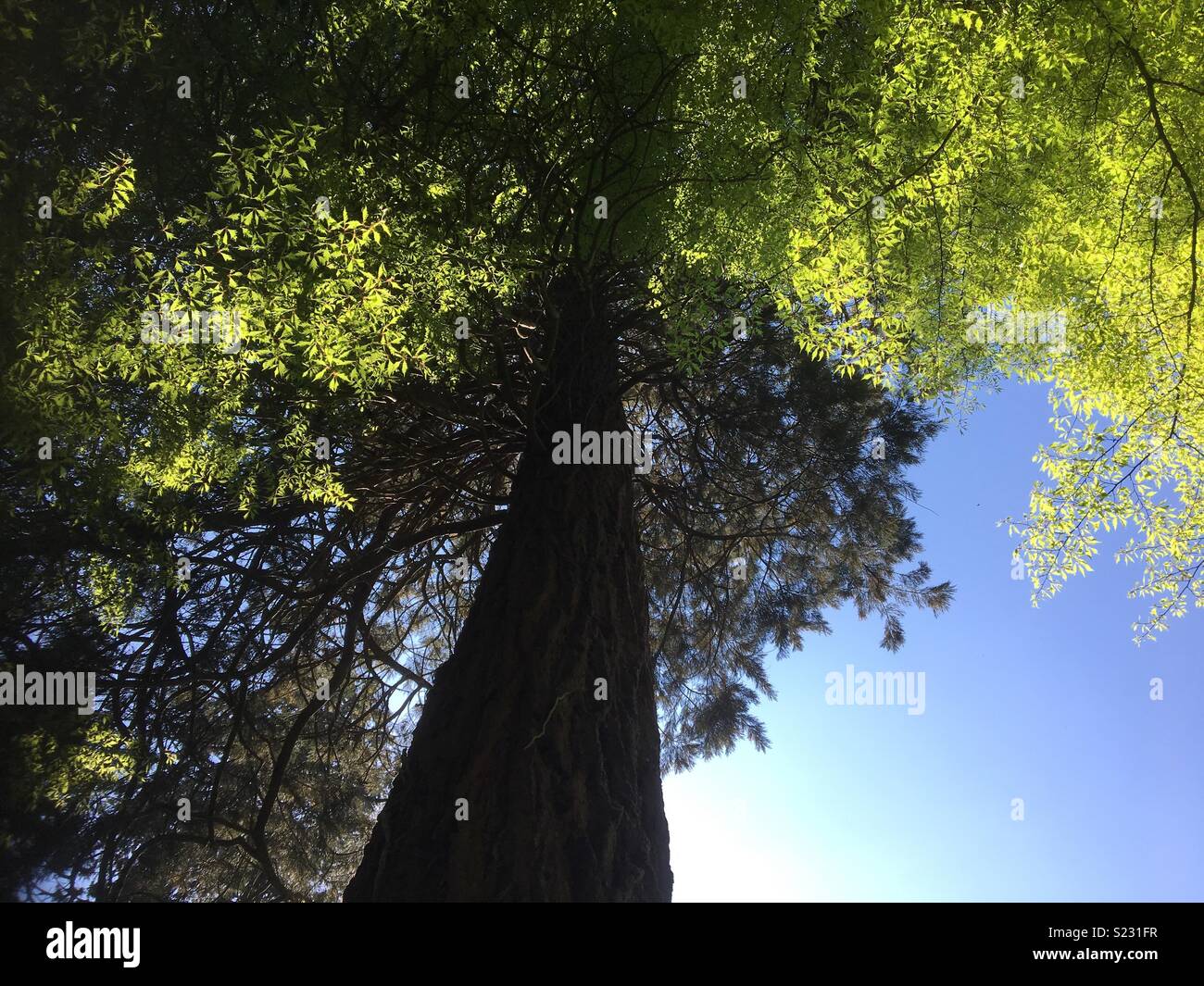 Redwood garden hi-res stock photography and images - Alamy