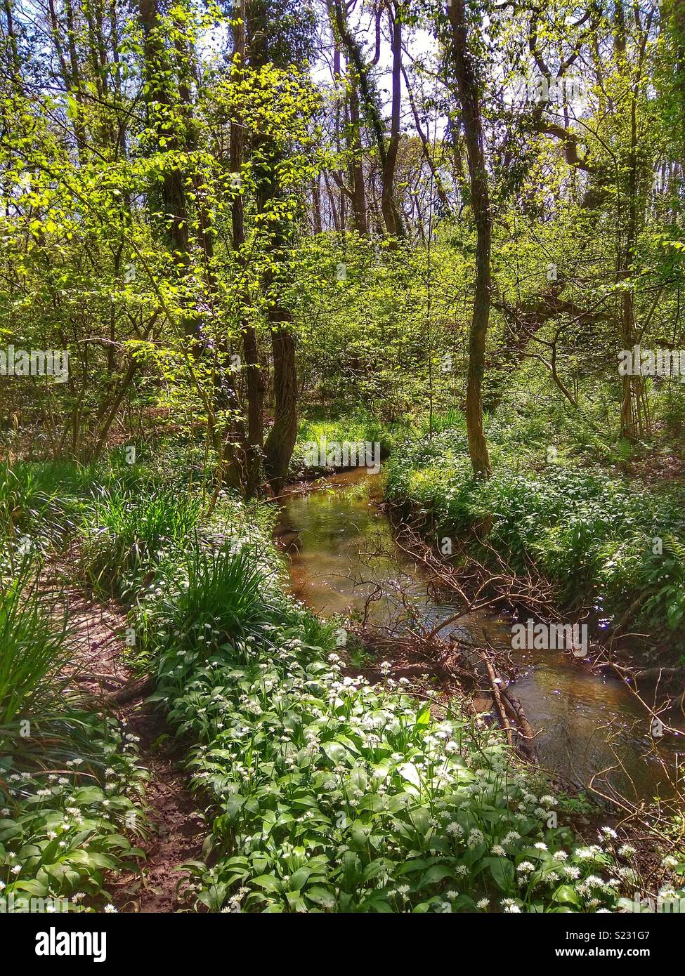 Wild Garlic flowers bordering Stream Stock Photo - Alamy
