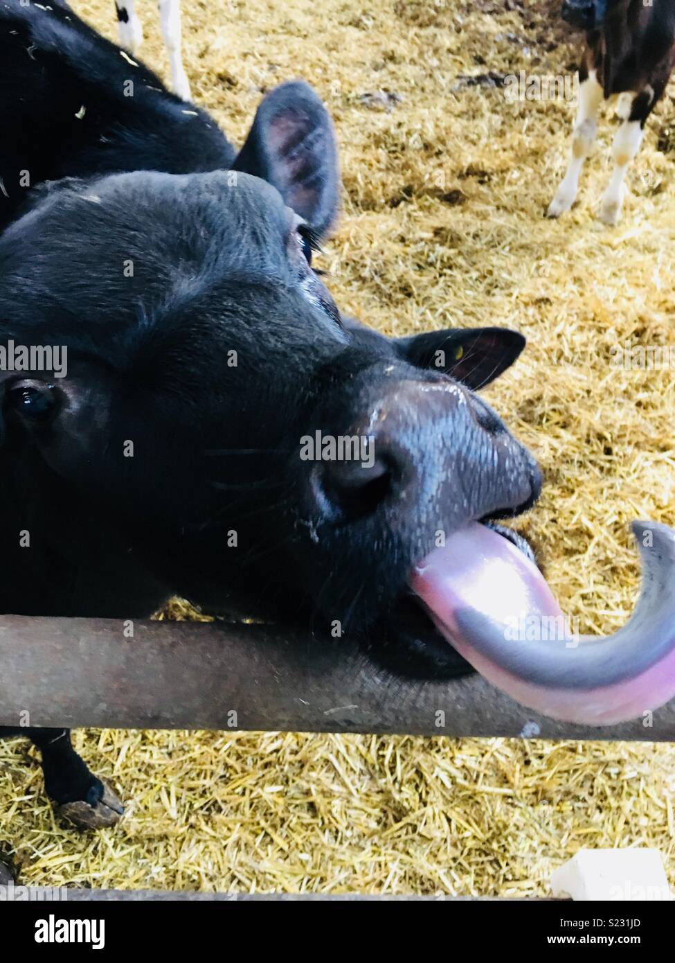 From a cow hi-res stock photography and images - Alamy