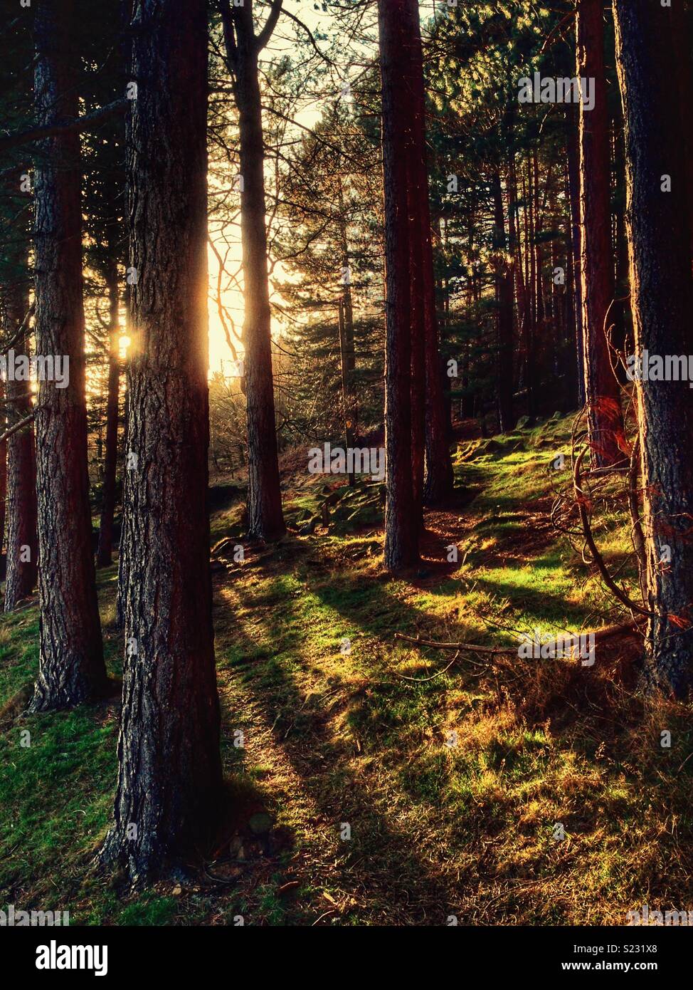 Sunshine and shadows between the tall pine trees Stock Photo - Alamy