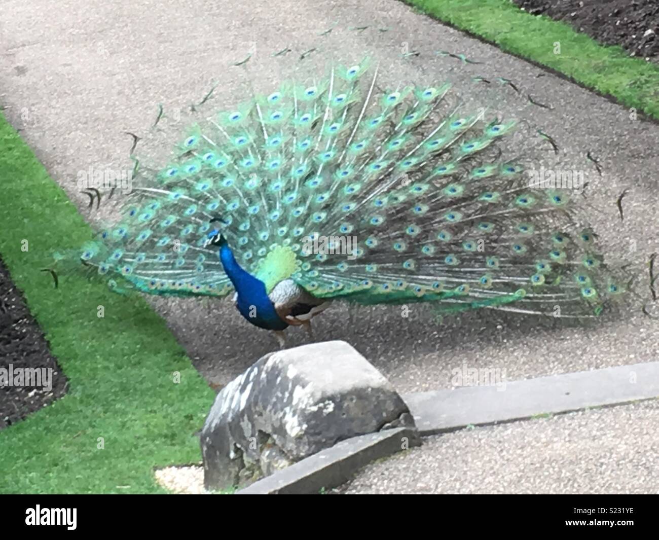 Proud as a peacock hi-res stock photography and images - Alamy