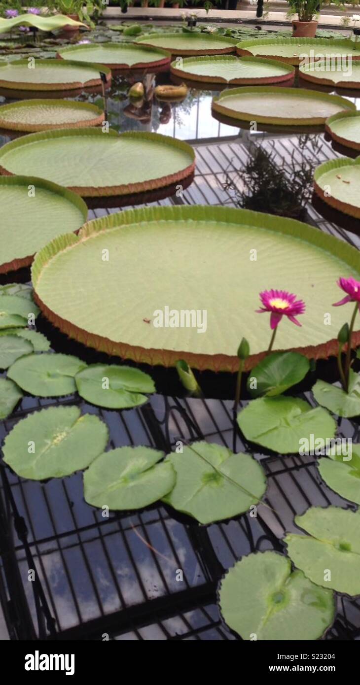 Lots of lilly pads hi-res stock photography and images - Alamy