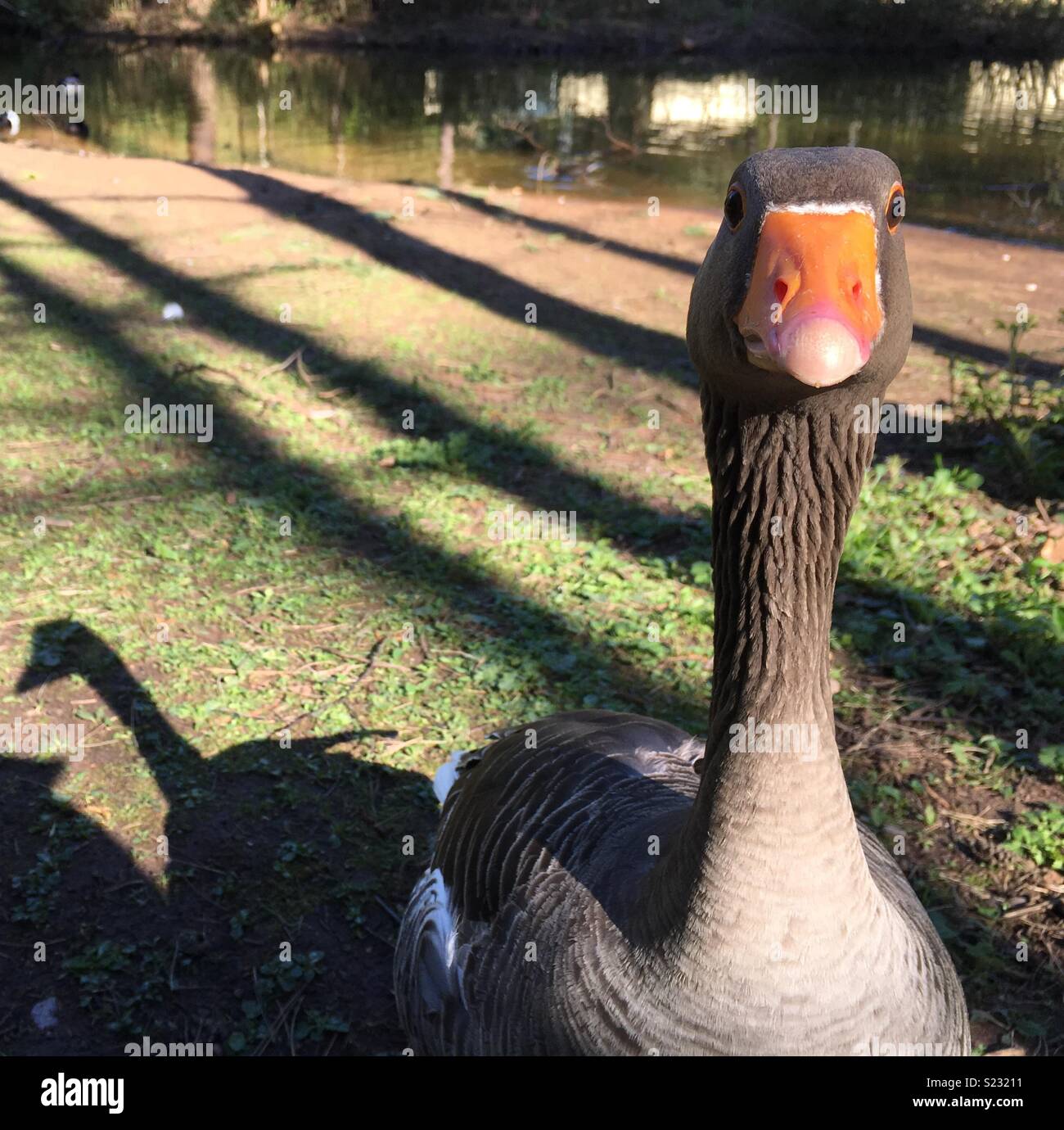 Goose looking into camera Stock Photo - Alamy