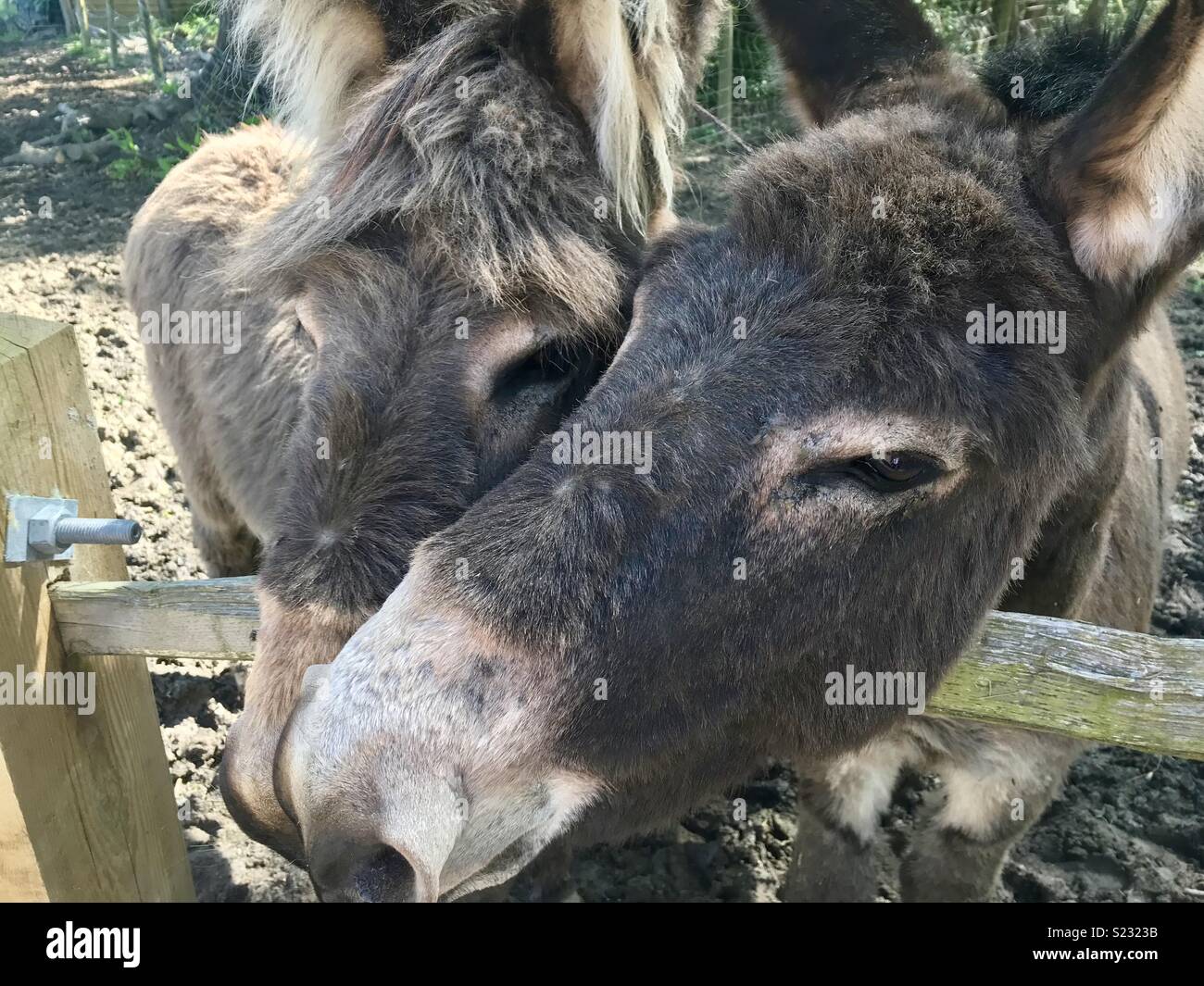 Snuggling donkeys hi-res stock photography and images - Alamy