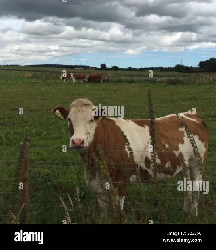 Nosey cows hi-res stock photography and images - Alamy