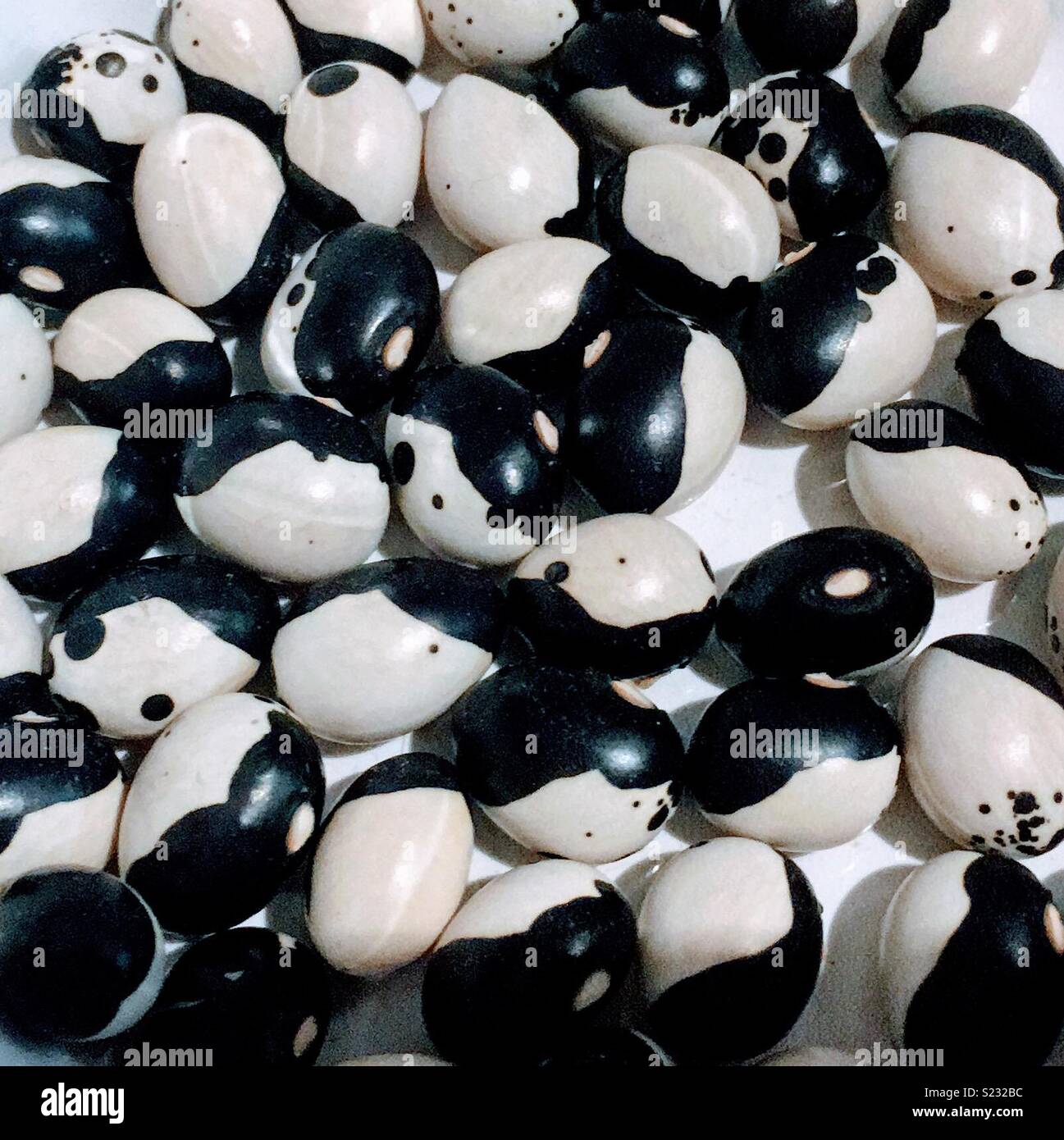Orca beans hi-res stock photography and images - Alamy