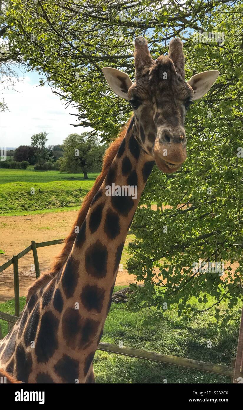 Male giraffe hi-res stock photography and images - Alamy