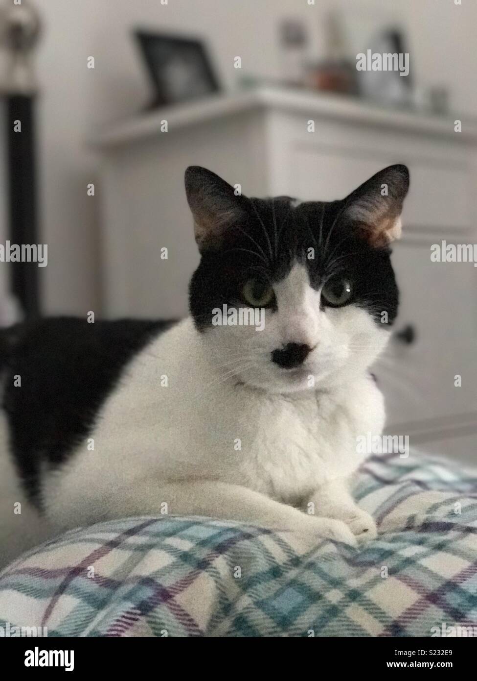 Cat sat on bed Stock Photo - Alamy