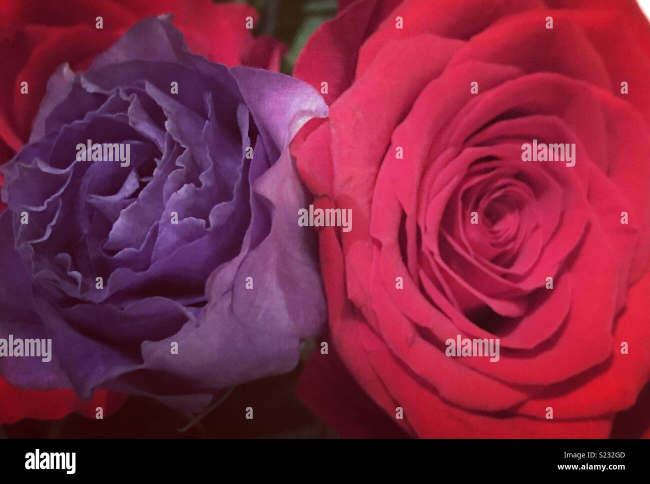 Two colour roses hi-res stock photography and images - Alamy