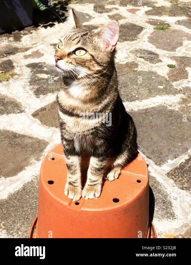 Elphie hi-res stock photography and images - Alamy