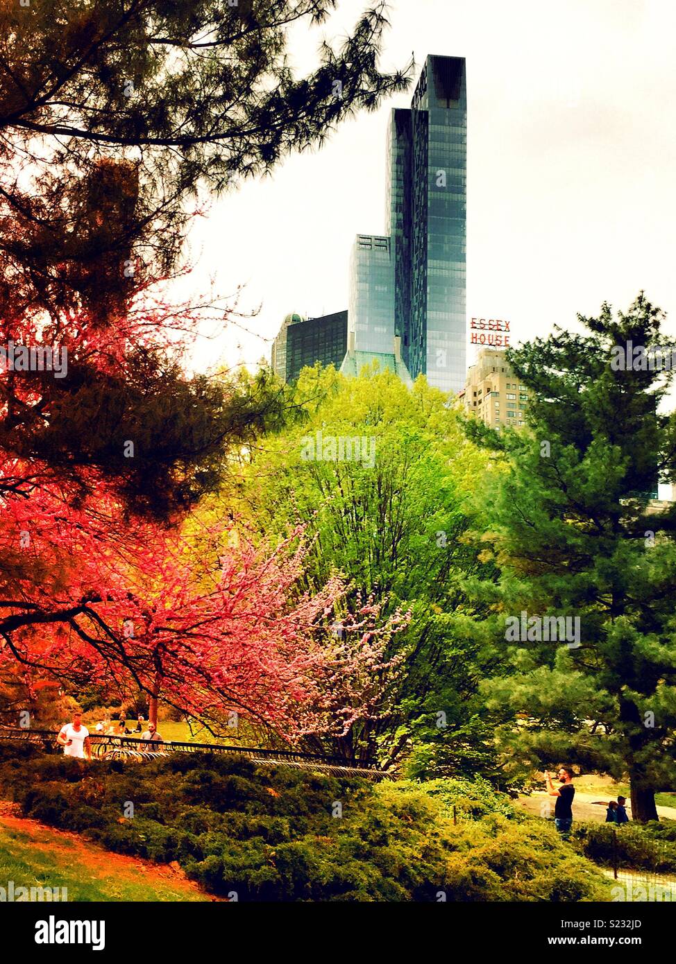 Skyscrapers in midtown Manhattan with the blooming spring time trees of ...
