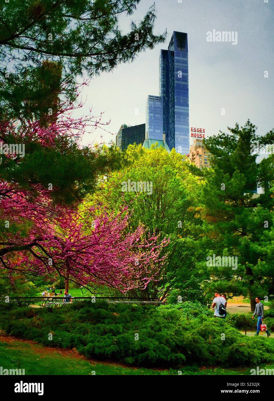 Skyscrapers in midtown Manhattan with blooming spring time trees in ...