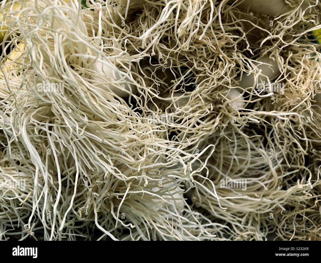 A display of spring onion roots at the Berkeley Farmers Market in ...