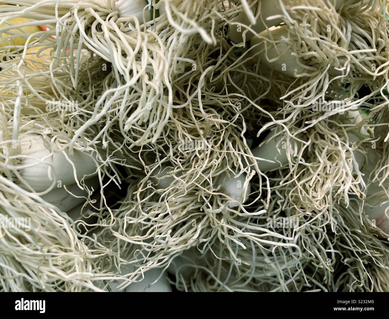Spring onion roots at the Berkeley Farmers Market Stock Photo - Alamy
