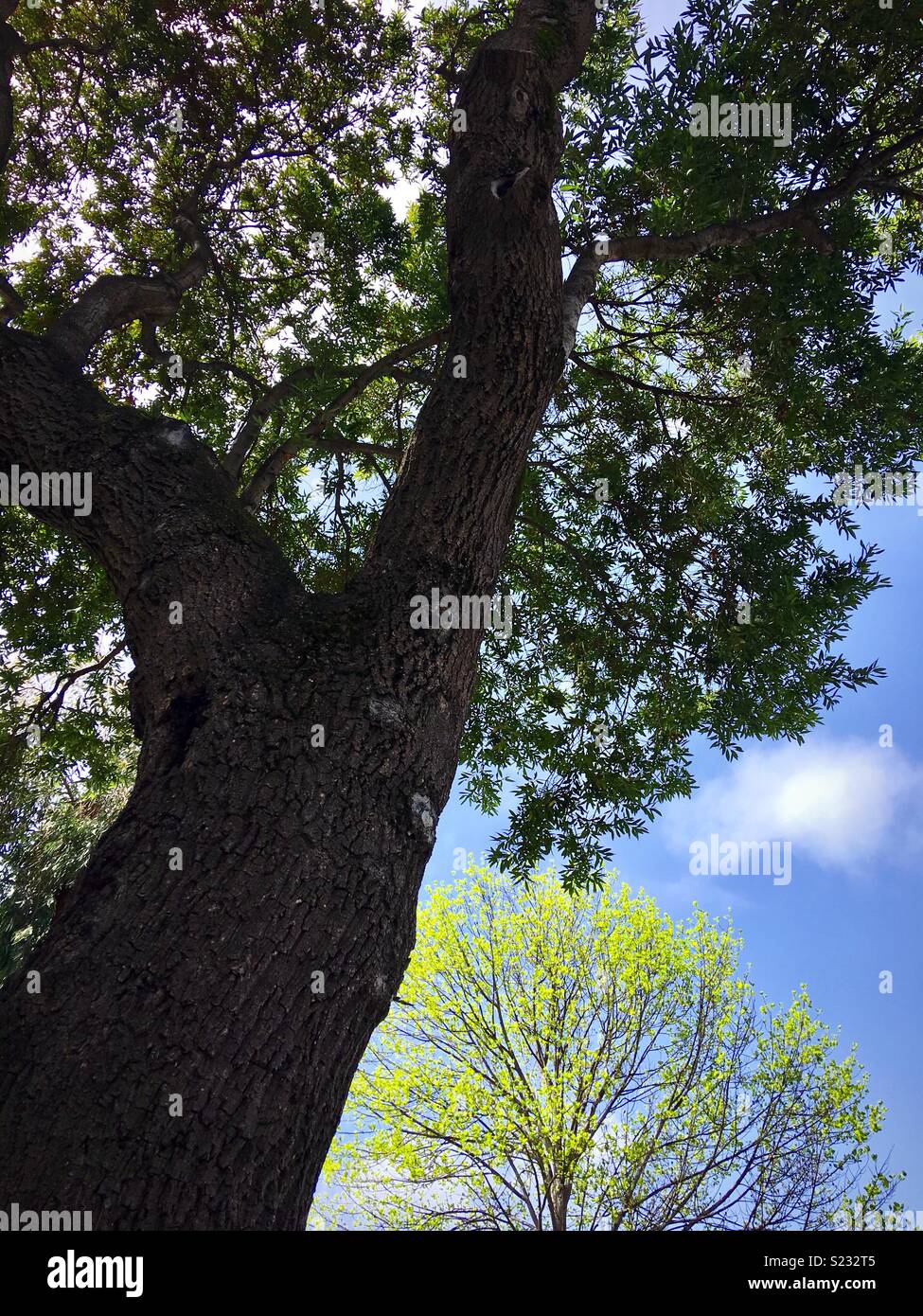 Two big trees, two various colour of green leaves, the blue sky with a ...