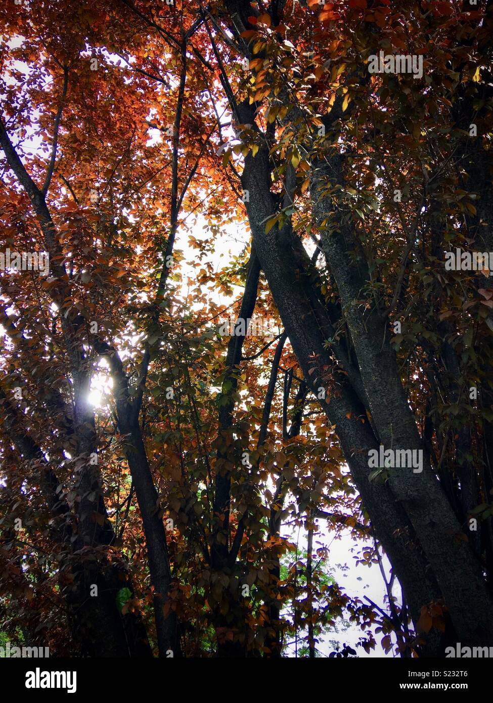 The wood of full of Spring red leaves with a smiling sunlight Stock ...