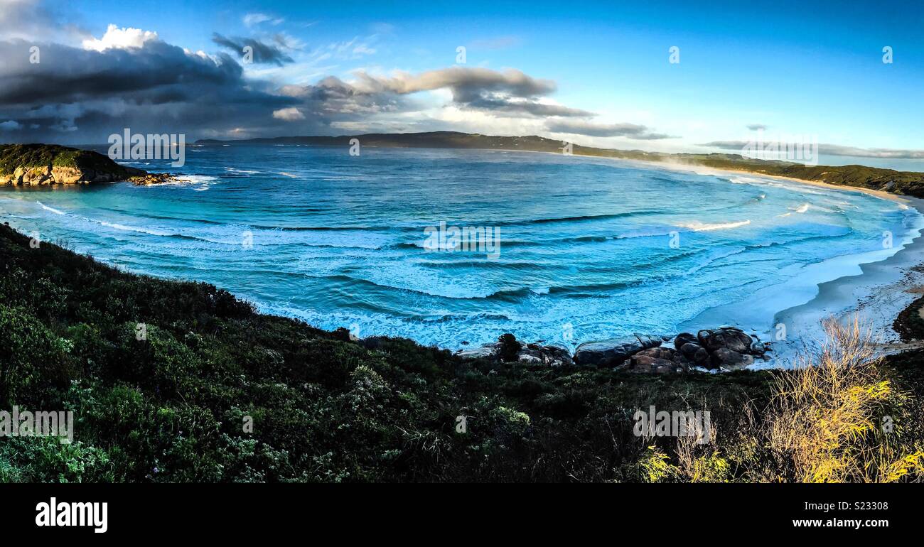 Muttonbird Stock Photos & Muttonbird Stock Images - Alamy