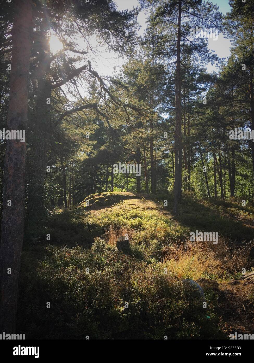 Swedish forest hi-res stock photography and images - Alamy