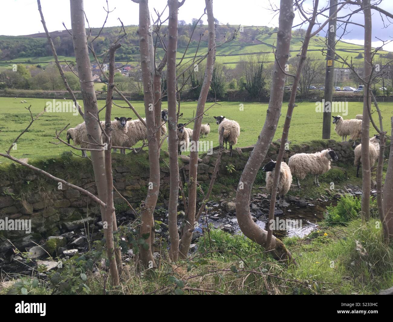 Sheep grazing in Yorkshire countryside Stock Photo - Alamy