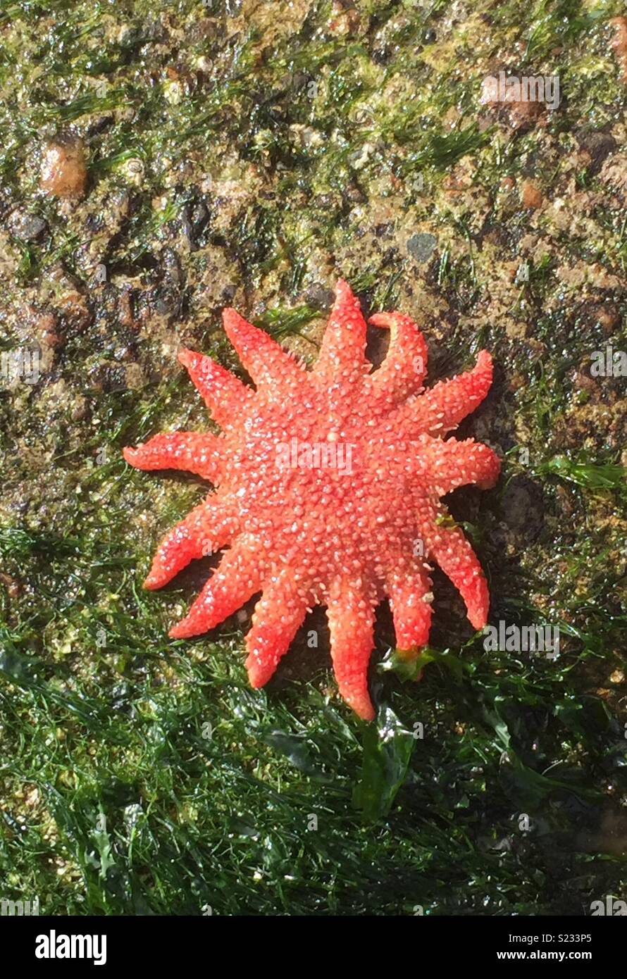 Starfish legs hi-res stock photography and images - Alamy