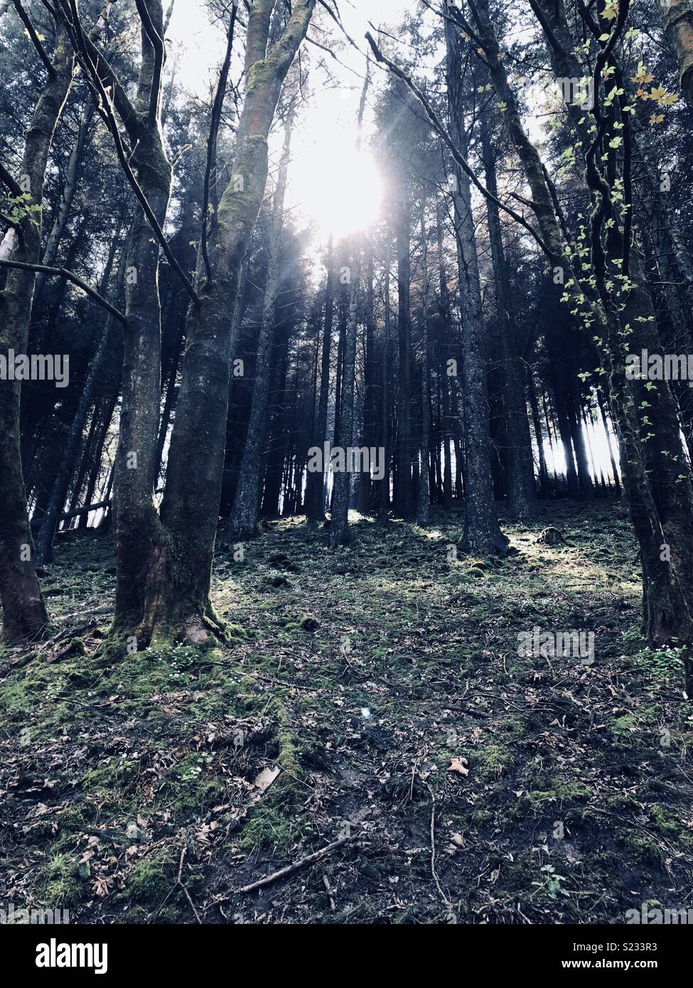 Sun through trees Stock Photo - Alamy