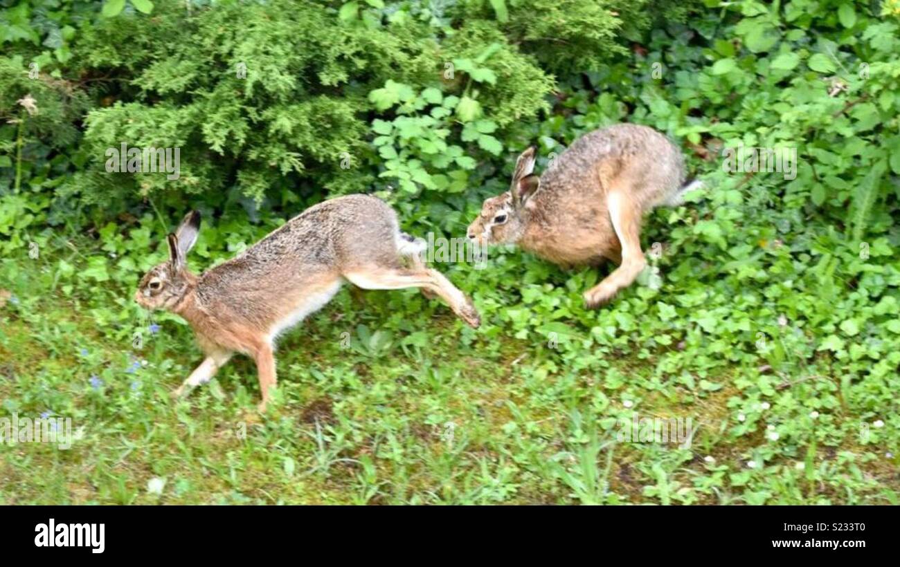 Wild hares chasing Stock Photo - Alamy