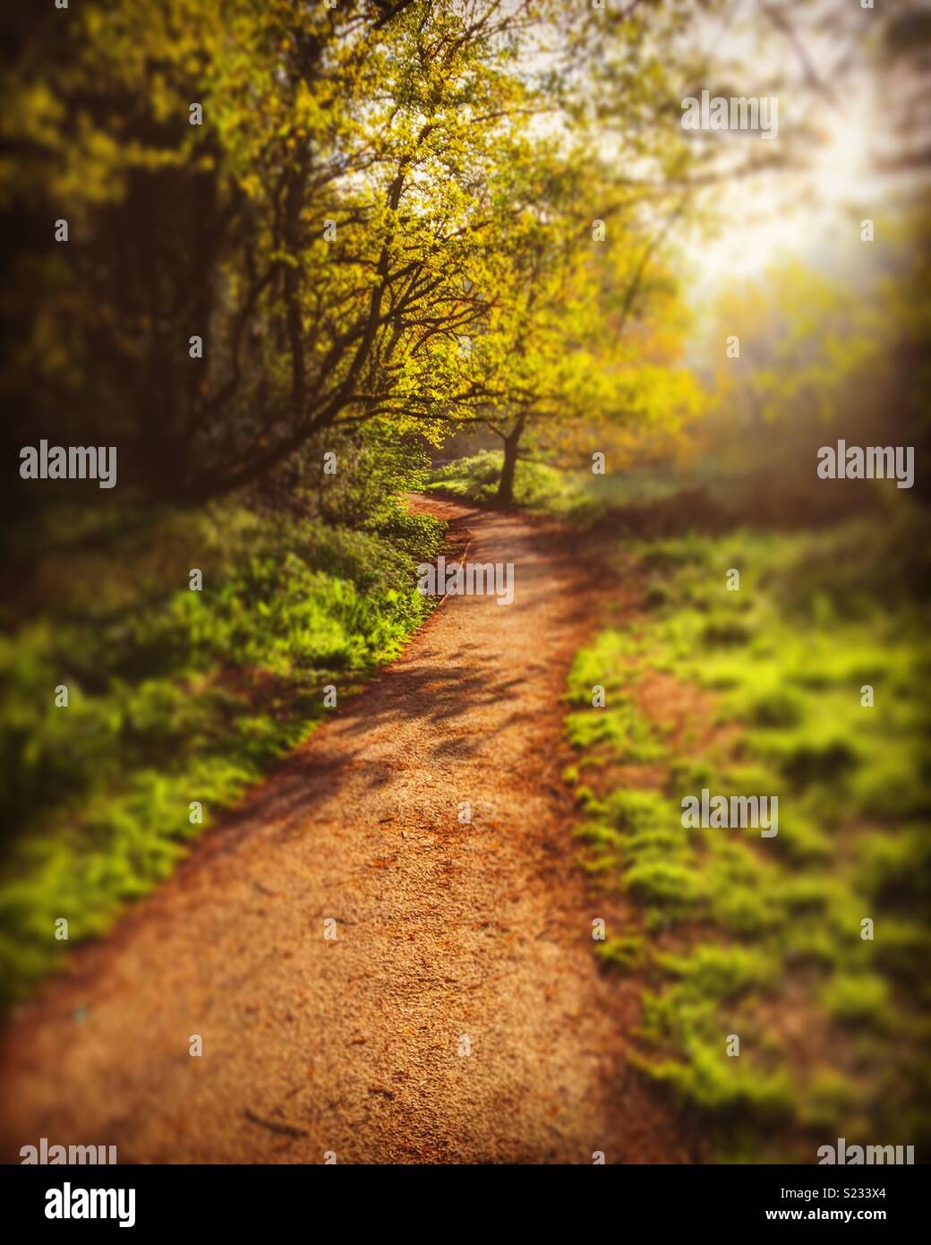 Sunday morning walk Stock Photo - Alamy