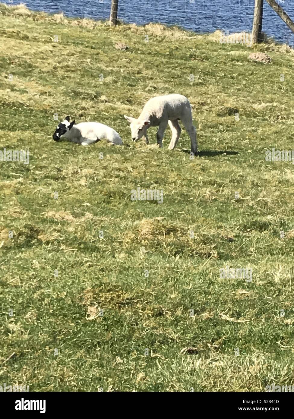 Spring has sprung baby lambs enjoying the sun Stock Photo - Alamy