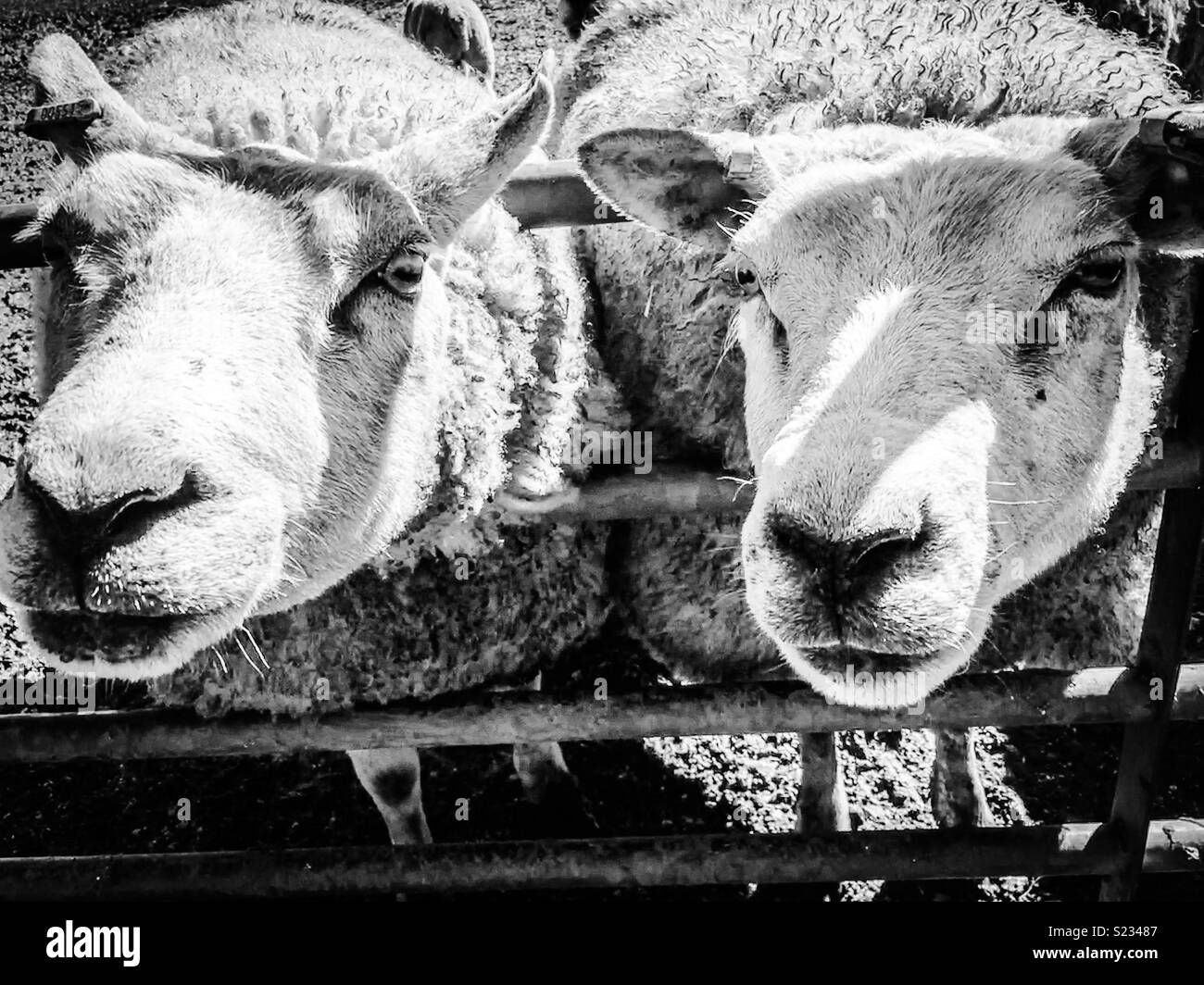 Sheep pair Black and White Stock Photos & Images - Alamy