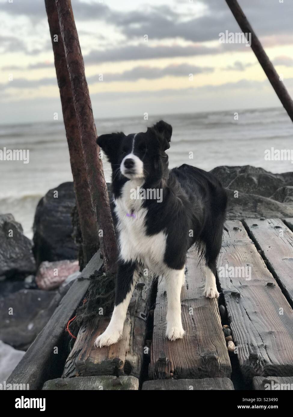 Model Border Collie High Resolution Stock Photography and Images - Alamy