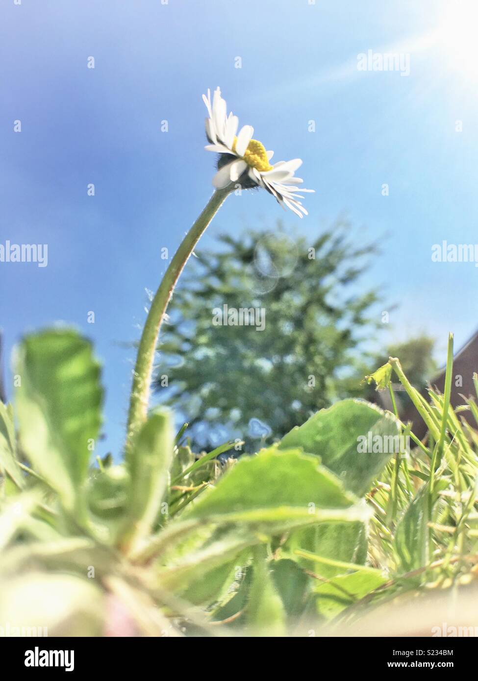 Tall daisy hi-res stock photography and images - Alamy