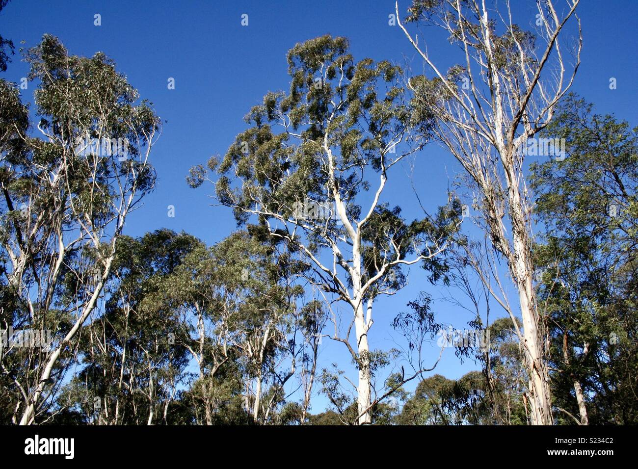 Bush trees hi-res stock photography and images - Alamy