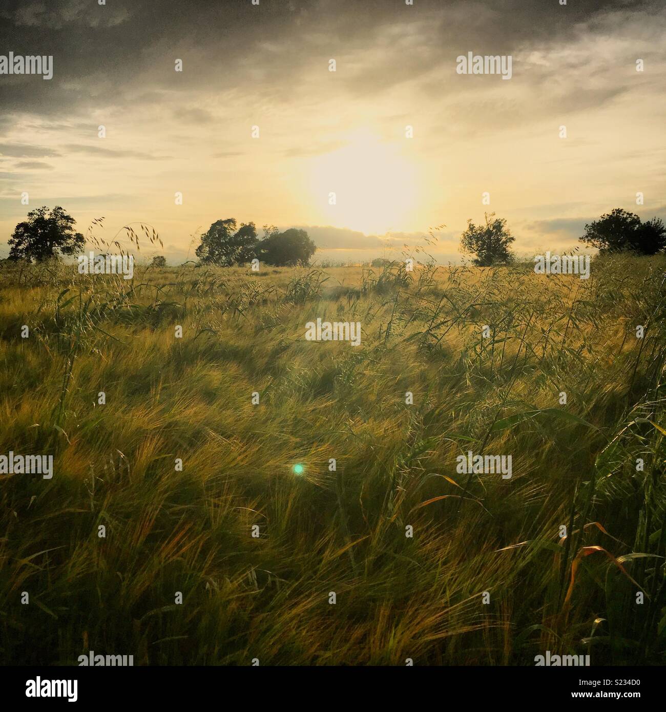 Wheat field during sunset on a summers evening in England Stock Photo ...