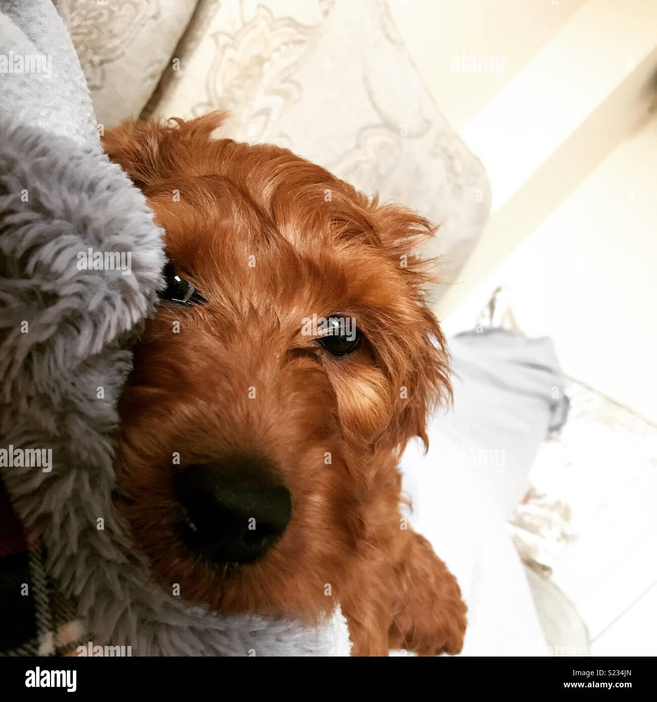 Irish Setter Poodle Mix Puppy