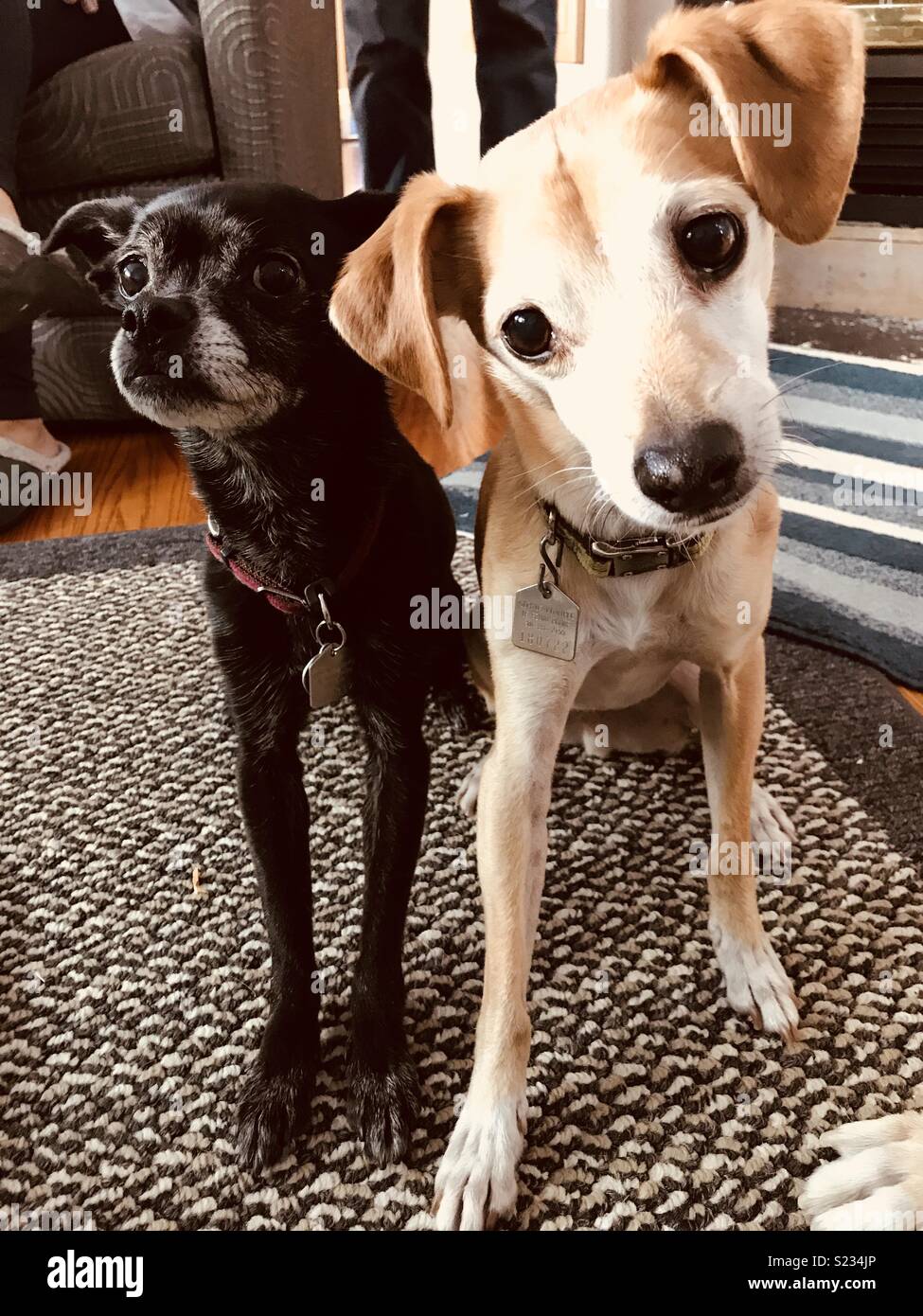 Curious small dog hi-res stock photography and images - Alamy