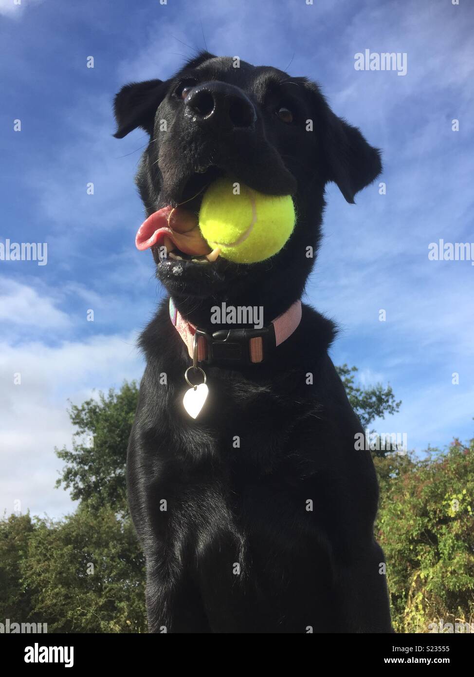 Black Labrador having fun in the sun playing ball Stock Photo - Alamy