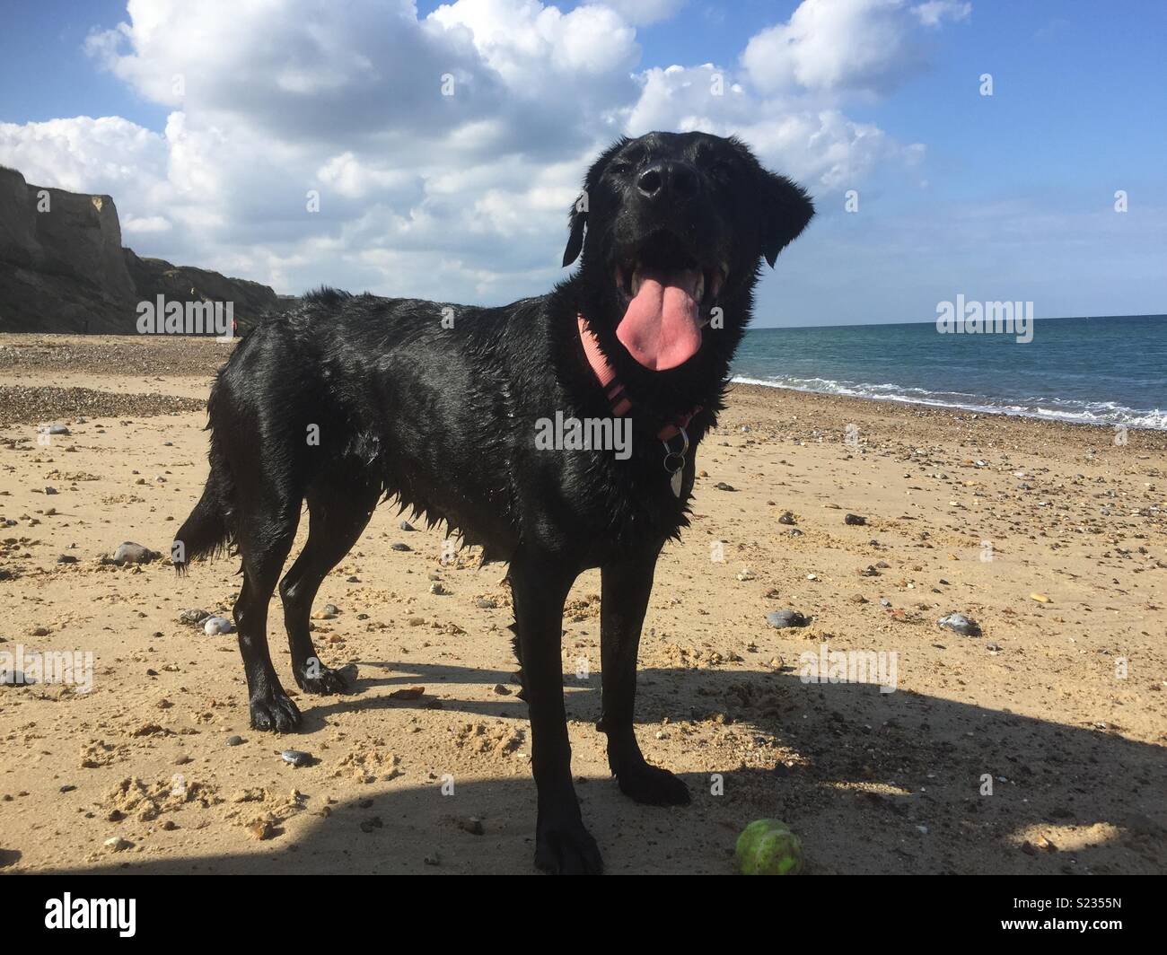 Black Labrador playing on a Norfolk beach Stock Photo - Alamy