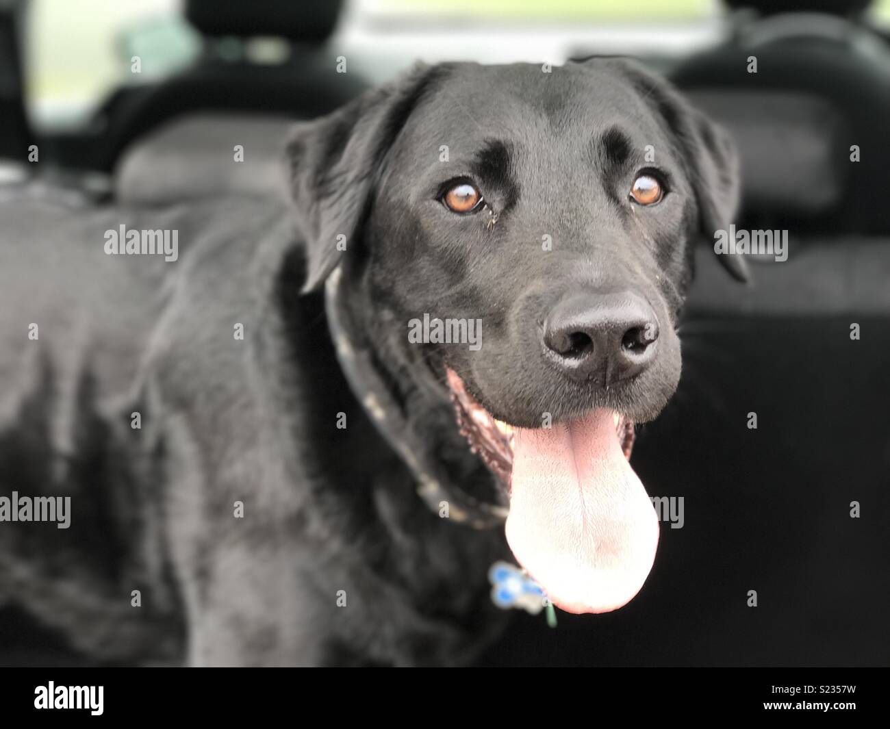 Labrador looking hi-res stock photography and images - Alamy