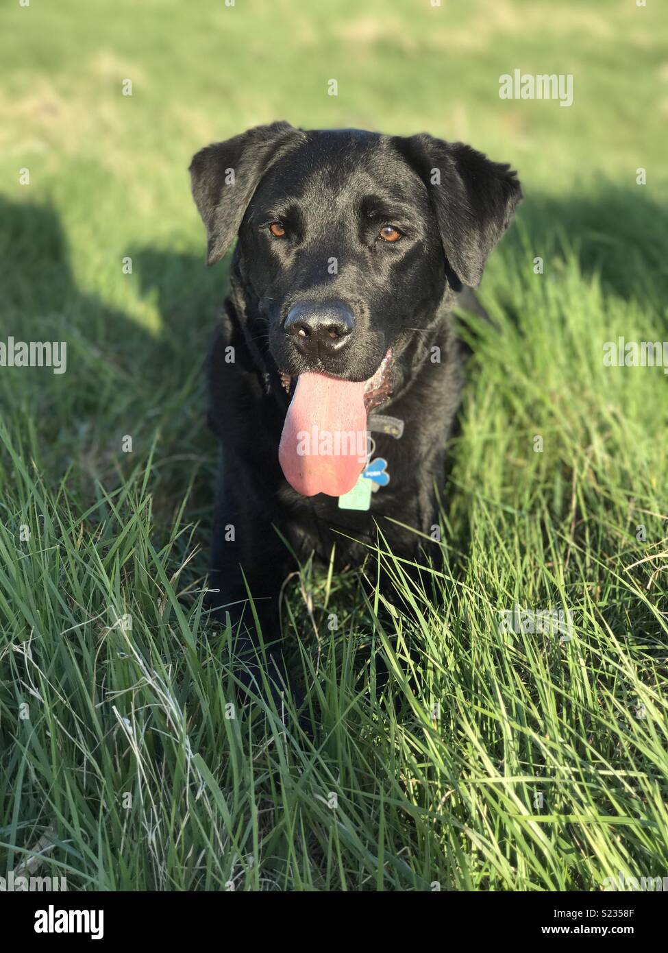 Black Labrador in a field Stock Photo - Alamy