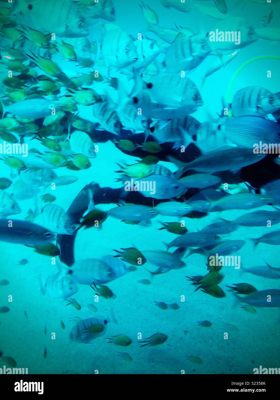 Legs of a diver with tropical fish in turquoise water taken from a ...