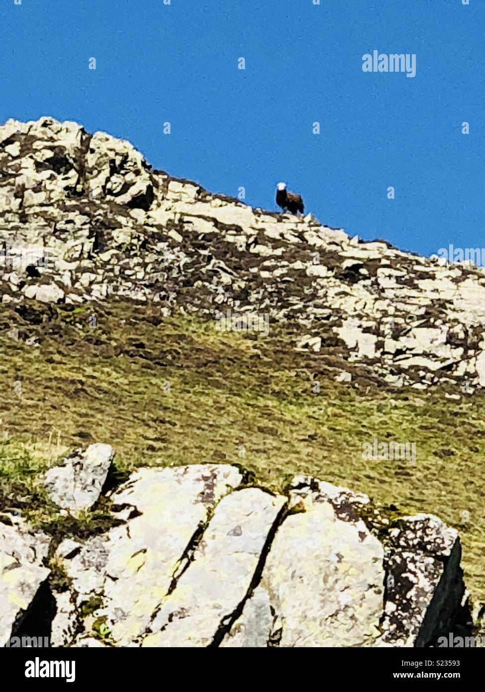 Sheep on a cliff hi-res stock photography and images - Alamy