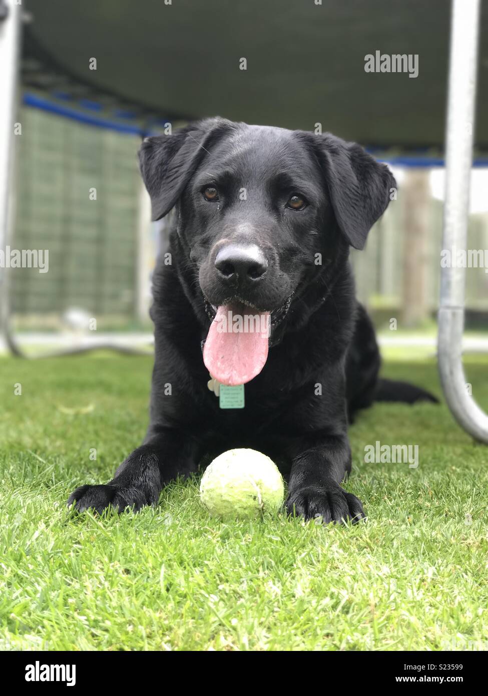 Black Labrador playing with a ball Stock Photo - Alamy