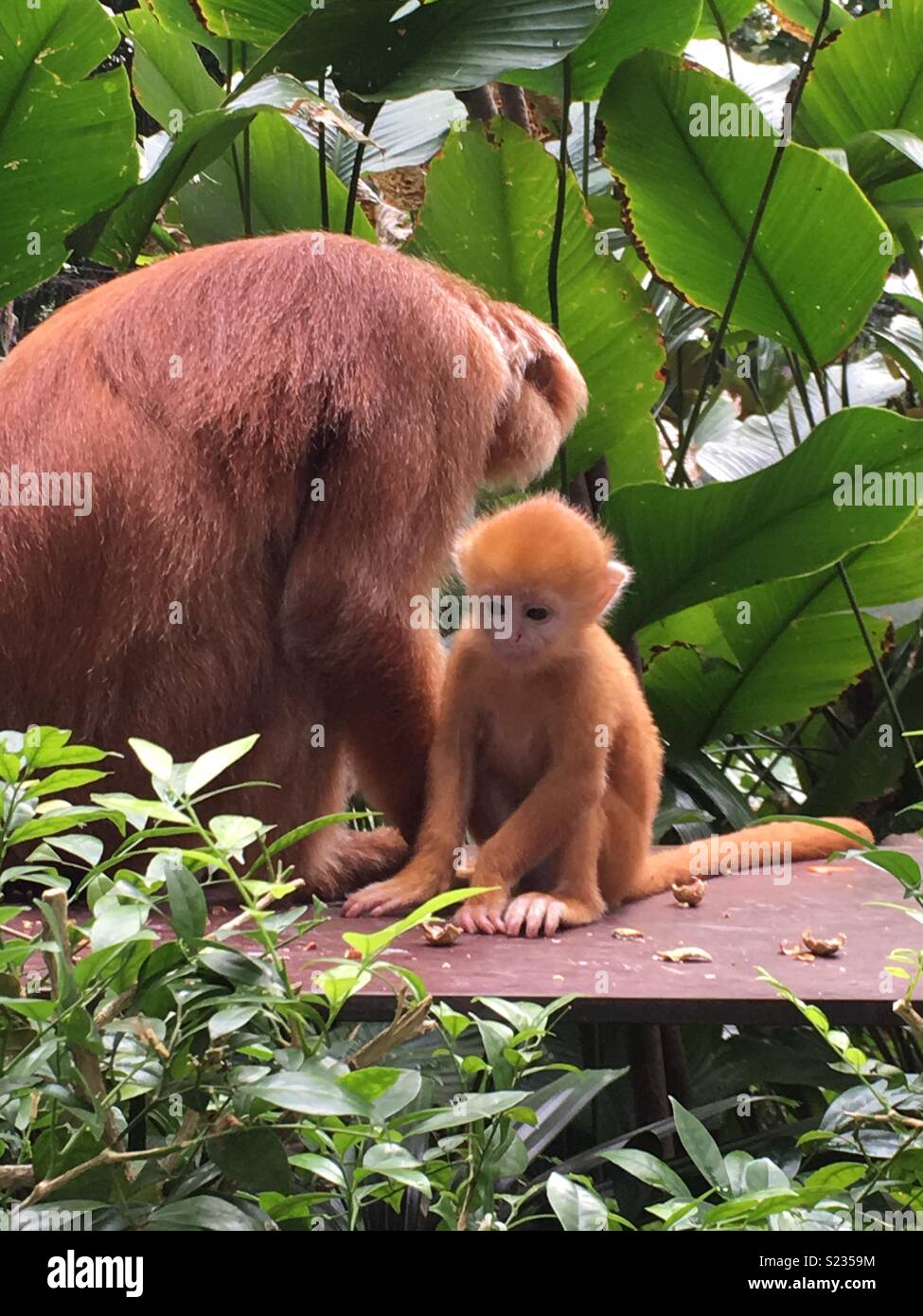 Javan monkey hi-res stock photography and images - Alamy