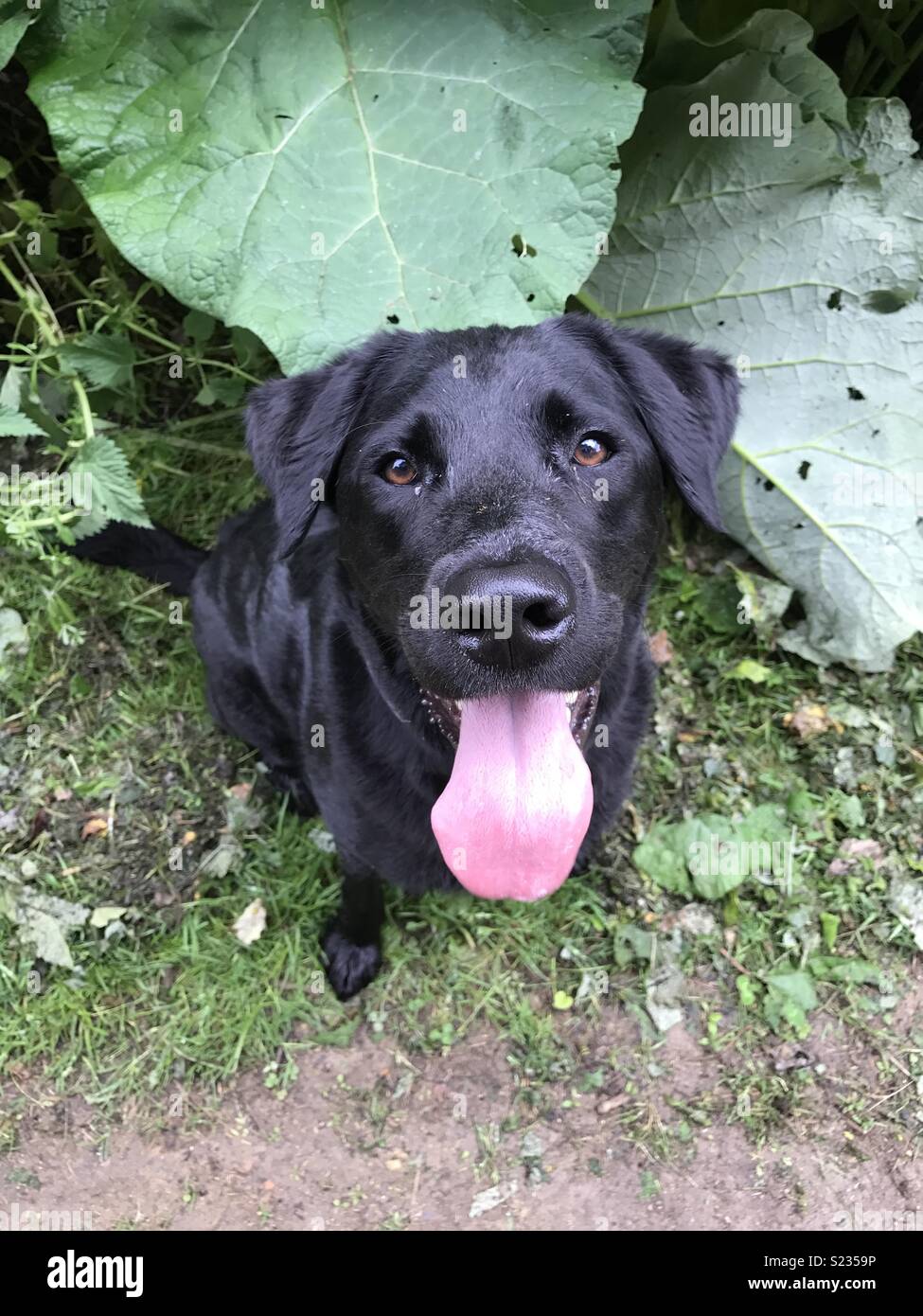 Black Labrador in a garden Stock Photo - Alamy