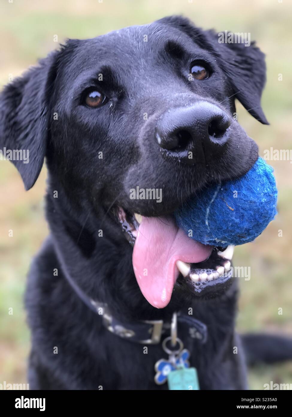 Close up of black Labrador with a ball Stock Photo - Alamy