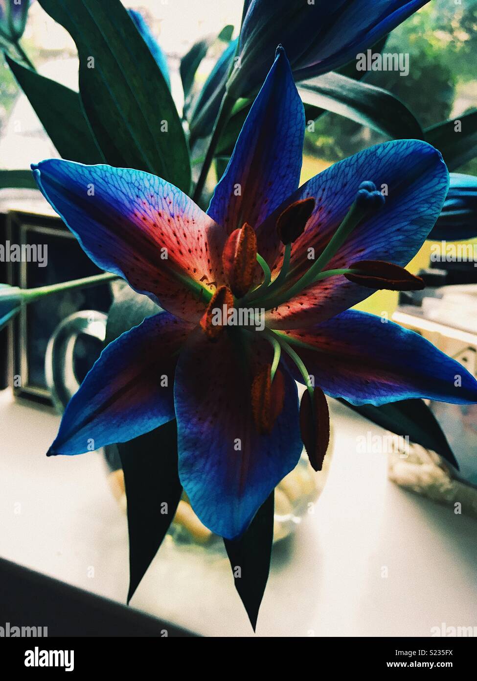 Blue Lilies High Resolution Stock Photography and Images - Alamy