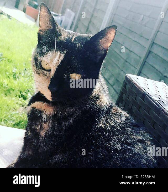 Half kitty hi-res stock photography and images - Alamy
