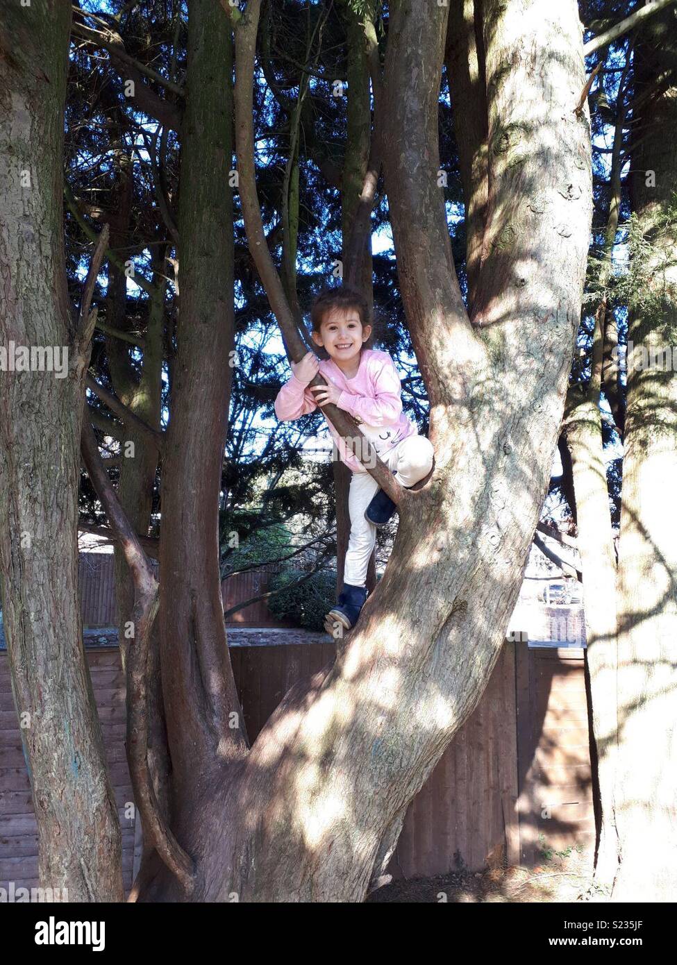 A child climbing a tree in the sunshine Stock Photo - Alamy